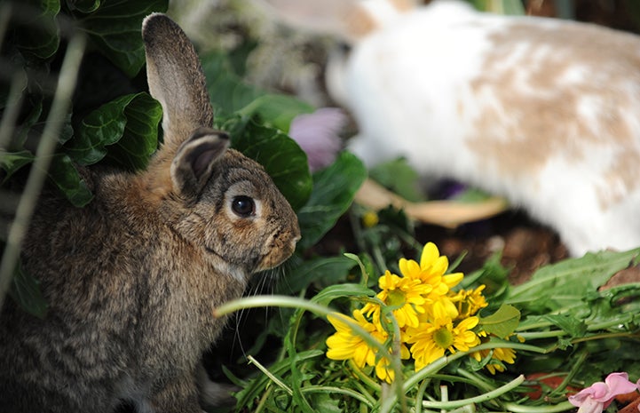 Animals and Flowers Photos | Best Friends Animal Society