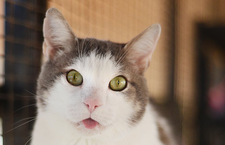 Forgiving Cat | Best Friends Animal Society