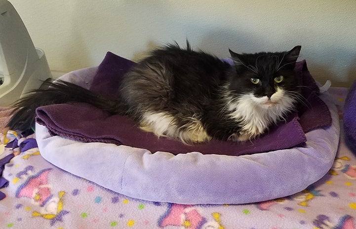 Timid Cat Adopted | Best Friends Animal Society