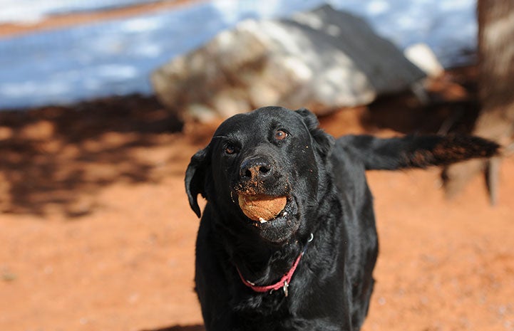 Black Dog Pictures | Best Friends Animal Society