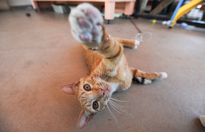 Talk to the Paw Photos | Best Friends Animal Society