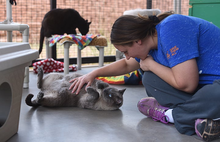Skittish Cat Gets Friendlier | Best Friends Animal Society