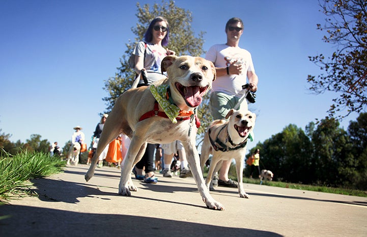 Charity Dog Walk Pics | Best Friends Animal Society