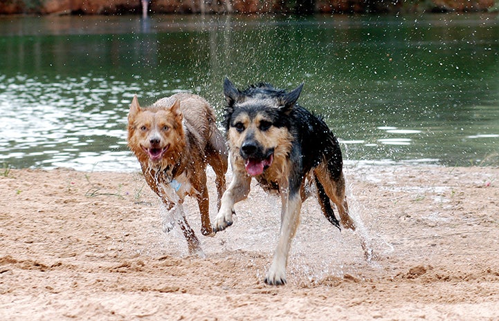 First Day of Summer Photos | Best Friends Animal Society
