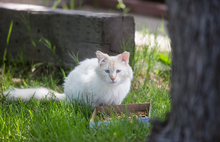 TNR in the Salt Lake Valley | Best Friends Animal Society