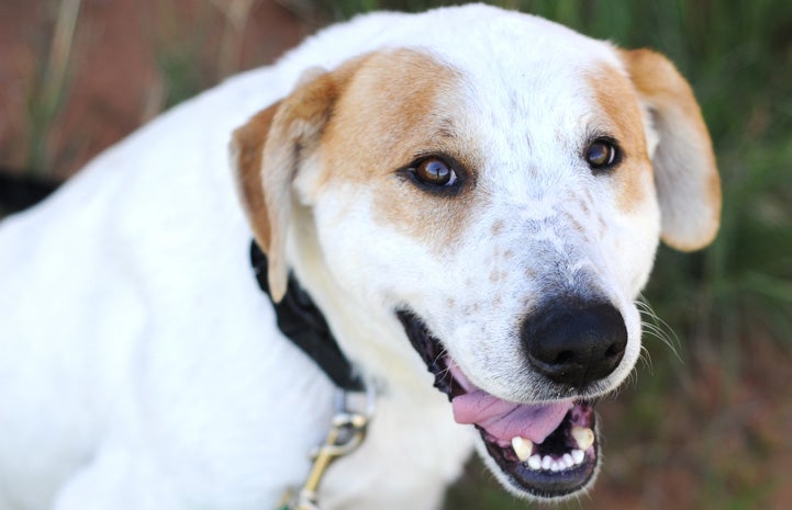 Three-Legged Dog's New Life | Best Friends Animal Society