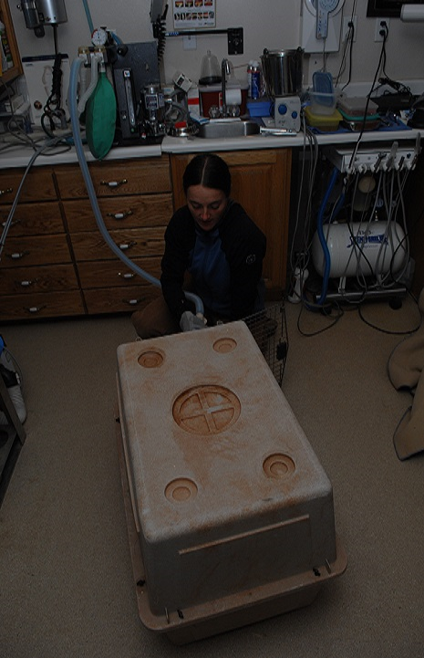 Roaming Outdoor Dog | Best Friends Animal Society