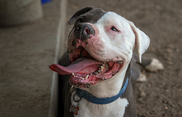 Shelter Dog Journey Home Photos | Best Friends Animal Society