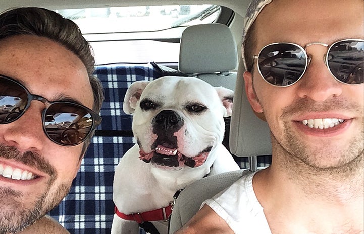 Love Letter for a Bulldog | Best Friends Animal Society