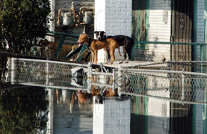 Plan to Help People and Pets in a Disaster | Best Friends Animal Society