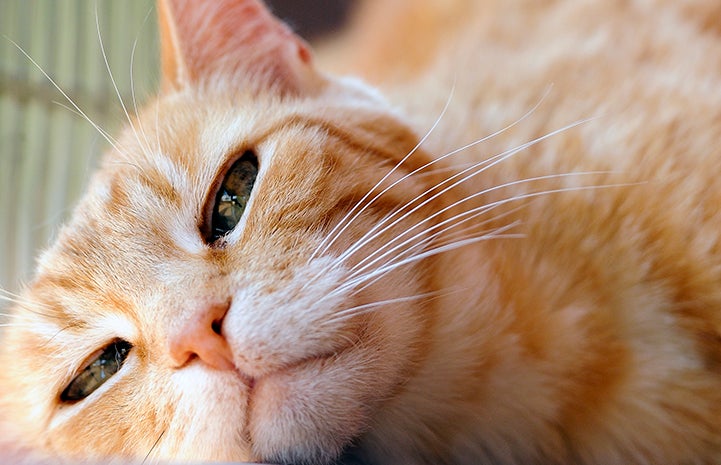 Cat Adopted After 17 Years | Best Friends Animal Society