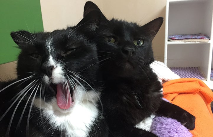 FIV-Positive Cat Friends | Best Friends Animal Society