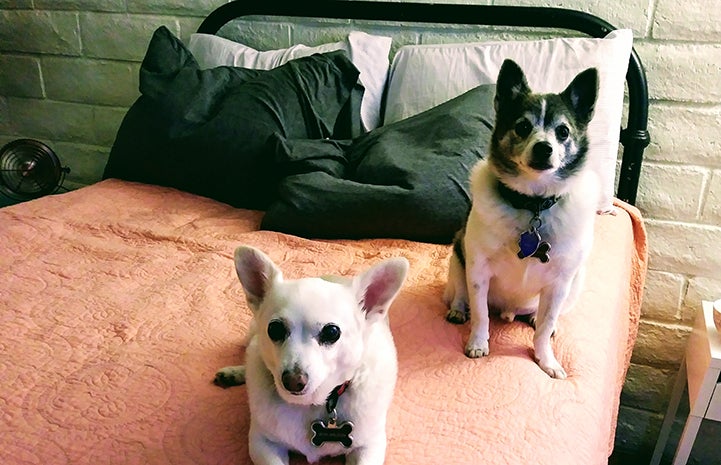 Dogs Named After Celebrities Adoption | Best Friends Animal Society