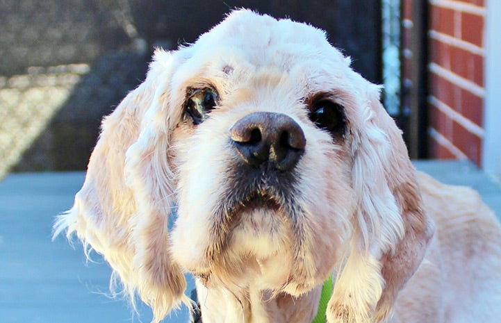 Dog Makeovers | Best Friends Animal Society