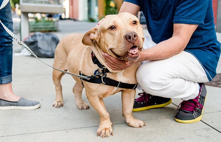 Who rescued whom? | Best Friends Animal Society