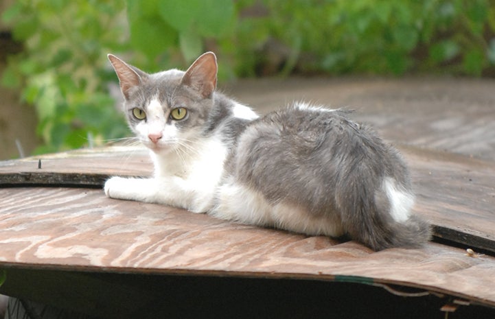 Feral Cats in the Projects | Best Friends Animal Society - Save Them All