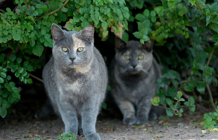 Mayport Florida Cat TNR | Best Friends Animal Society