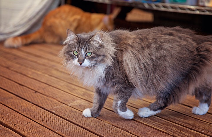 Working Cats | Best Friends Animal Society
