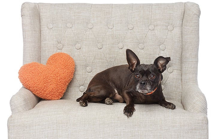 Neurological Senior Dog Adoption | Best Friends Animal Society