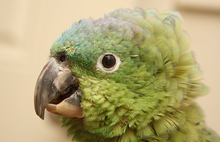 Amazon Parrot Lifespan | Best Friends Animal Society