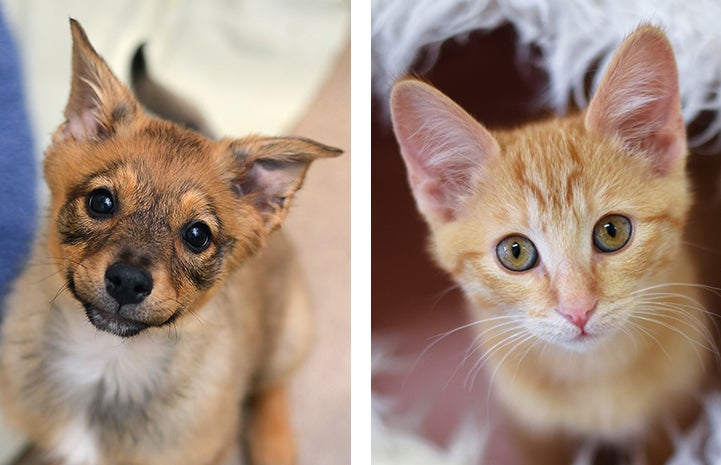 Puppy Kitten Pics | Best Friends Animal Society