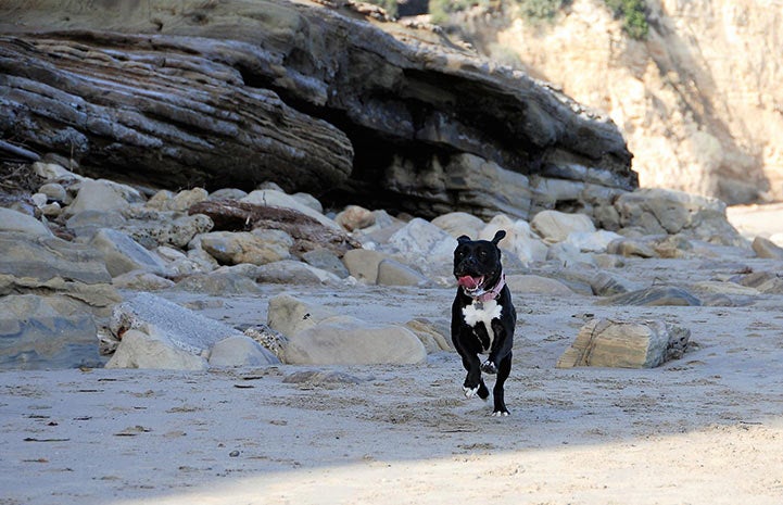 Karma Rescue Pit Bull Adoption | Best Friends Animal Society