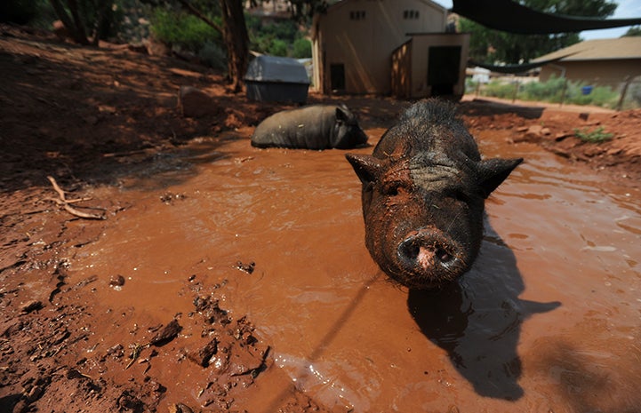 Pig Photos for National Pig Day | Best Friends Animal Society