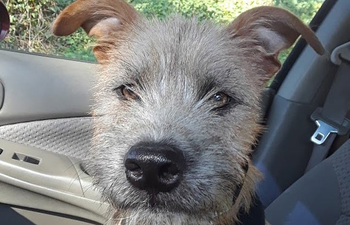 Scared Dog Overcomes His Fear | Best Friends Animal Society