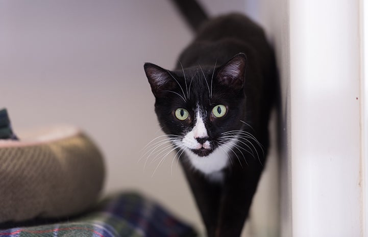 Reclusive Cat Behavior | Best Friends Animal Society