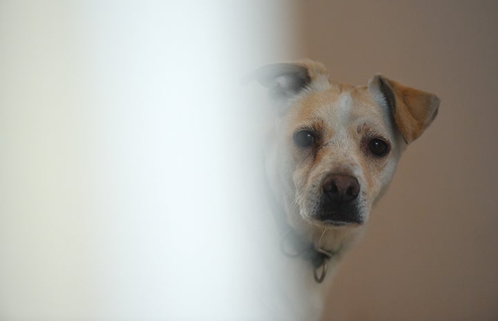 Shy Terrier Dog Enrichment | Best Friends Animal Society