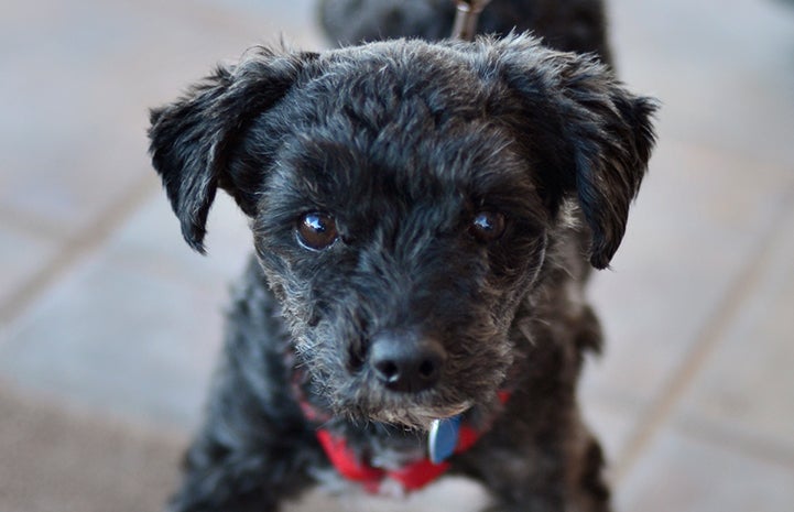 Shy Poodle Mix | Best Friends Animal Society
