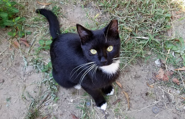 Outdoor Cats TNR | Best Friends Animal Society