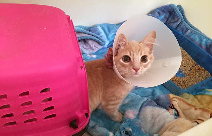 Amputee Tripod Kitten | Best Friends Animal Society