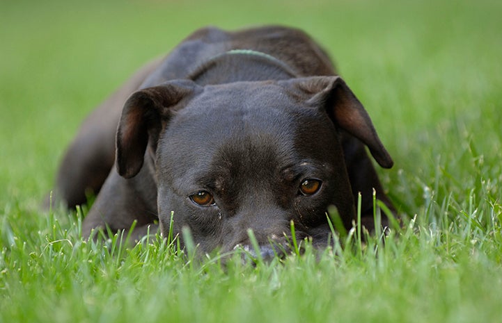 Michael Vick Dog Memories and Stories | Best Friends Animal Society