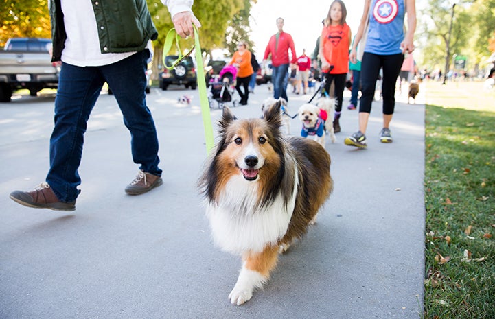 Dog Walking Pictures | Best Friends Animal Society