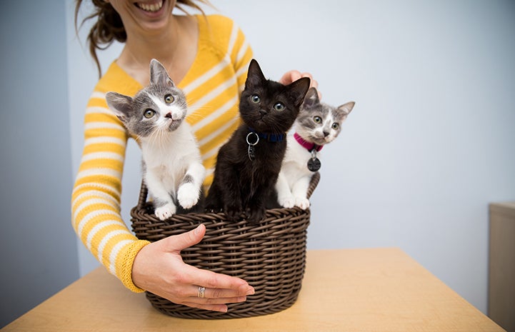 Animal Holiday Joy Photos & Videos | Best Friends Animal Society