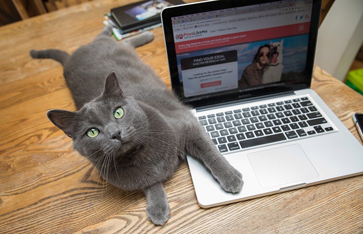 Technology Saves Pets | Best Friends Animal Society