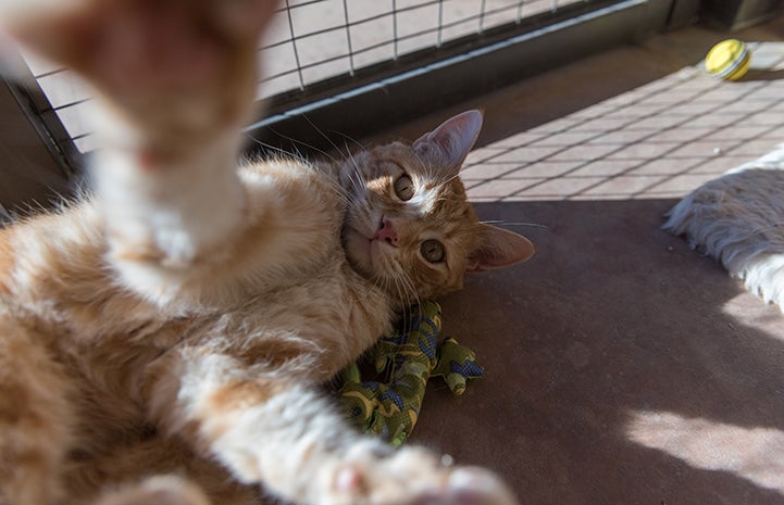 Attention-Seeking Rude Cat | Best Friends Animal Society