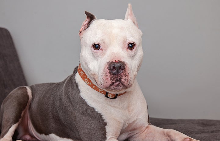 Fourth of July feel-good story with a lesson | Best Friends Animal ...