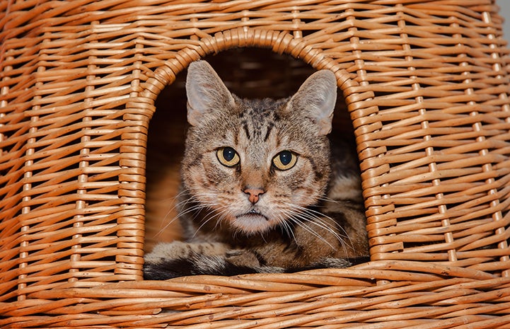 Unsocialized Cat Turns Out to Be Friendly | Best Friends Animal Society