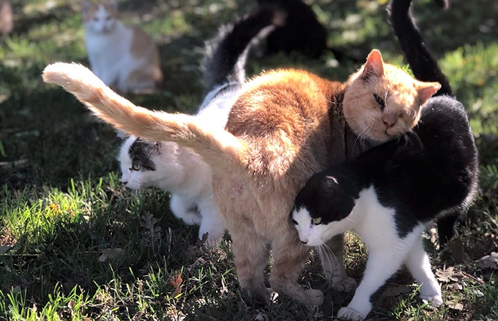 Feral Cat Programs Behind the Scenes | Best Friends Animal Society
