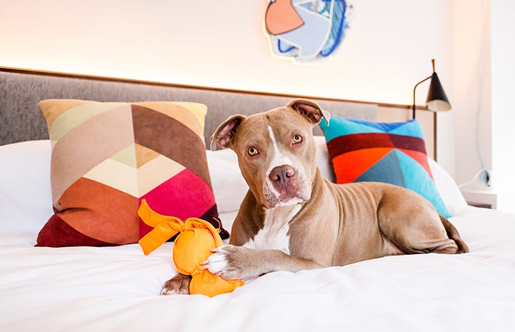 The James NoMad Hotel Dog NYC | Best Friends Animal Society
