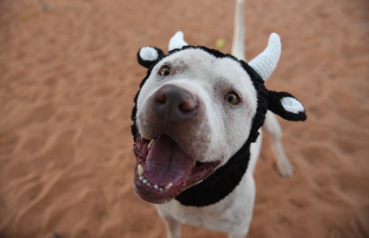 Dog Skin Cancer | Best Friends Animal Society