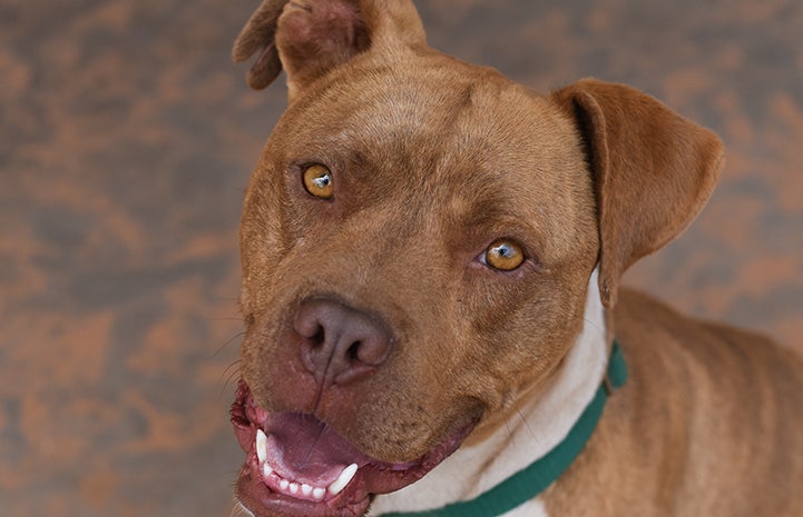 Fearful Dog Rehabilitation | Best Friends Animal Society