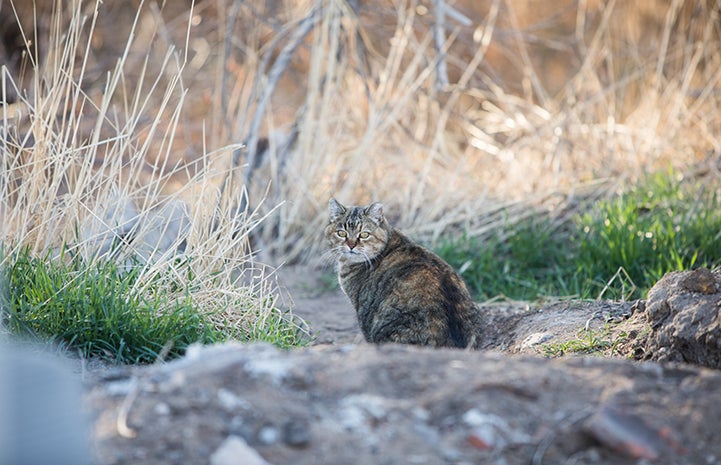 Grants to Save Free-Roaming Cats | Best Friends Animal Society