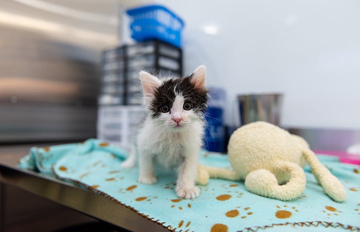 Kitten Nursery at Visitor Center | Best Friends Animal Society
