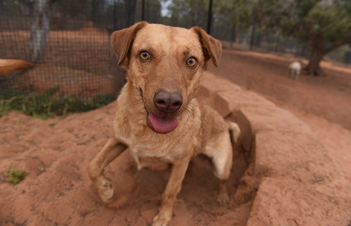 Standoffish Cautious Dog | Best Friends Animal Society