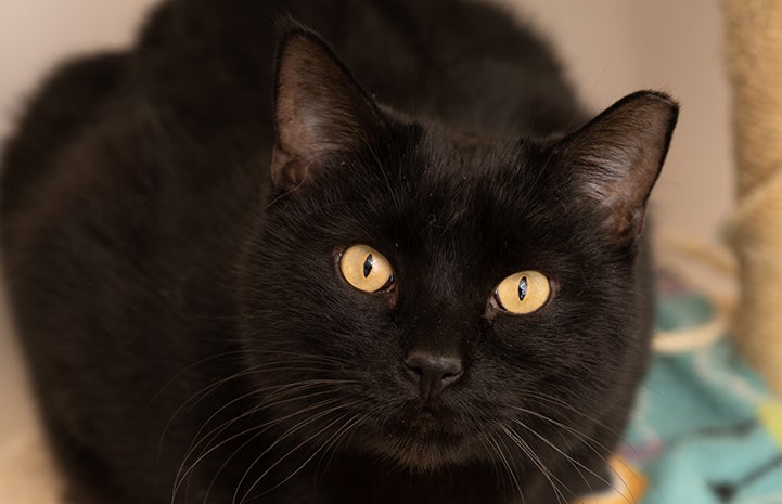 Kansas FIV Cats Can Now Be Adopted | Best Friends Animal Society