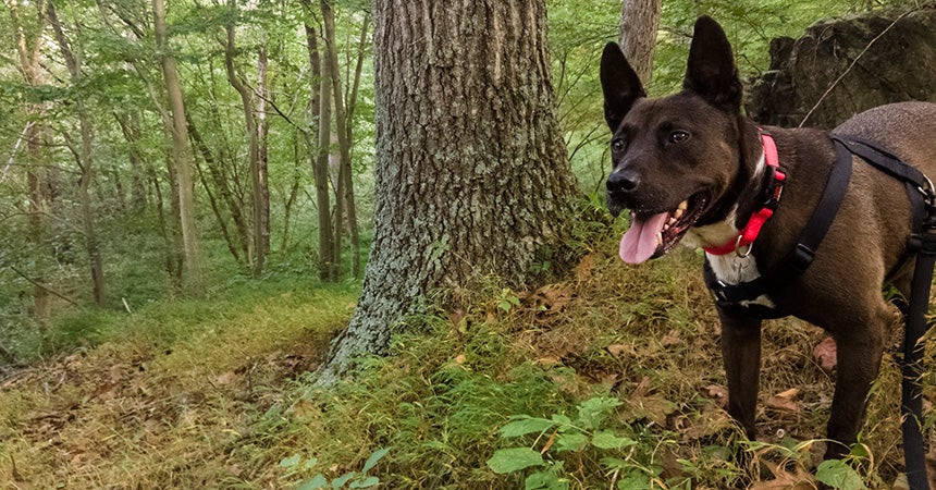 Big Energetic Dog Adopted to Virginia Home | Best Friends Animal Society