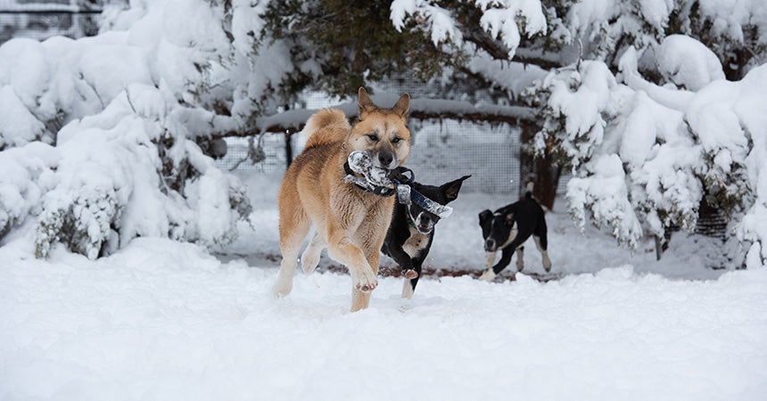 Snow Days with Dogs Photos | Best Friends Animal Society
